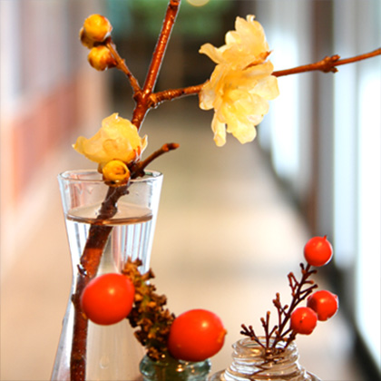 なんてん おもと ろうばい | YLA-TECH