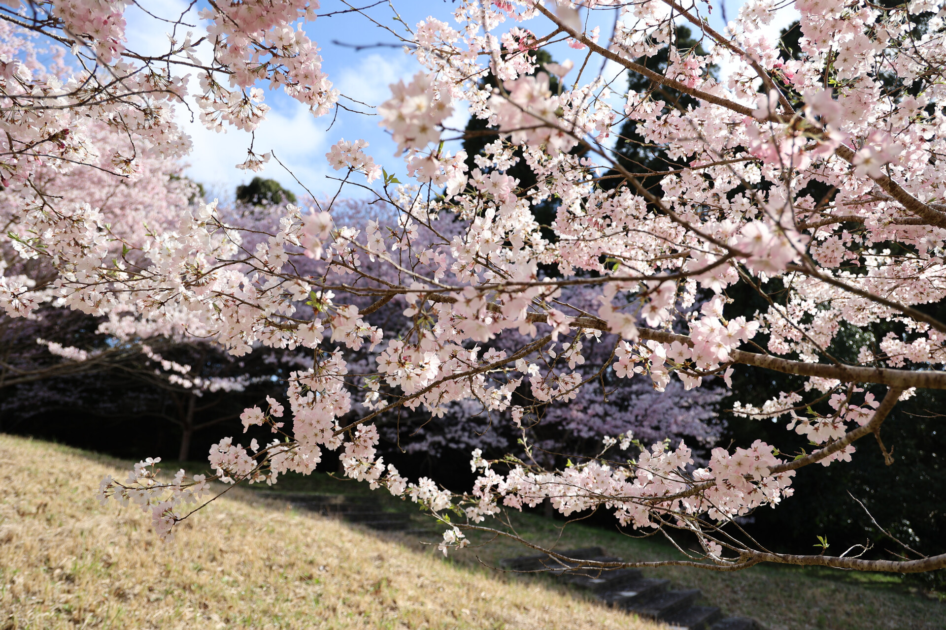 プチお花見 | YLA-TECH